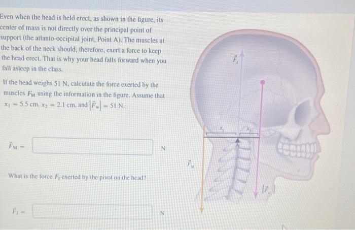 Solved Even when the head is held erect, as shown in the | Chegg.com