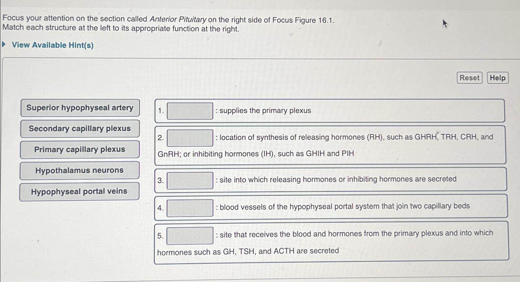 Solved Focus your attention on the section called Anterior | Chegg.com