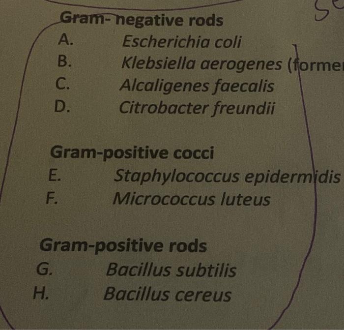 Solved Gram-negative rods A. Escherichia coli B. Klebsiella | Chegg.com