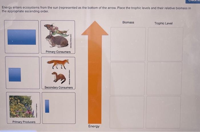Solved Energy enters ecosystems from the sun (represented as | Chegg.com