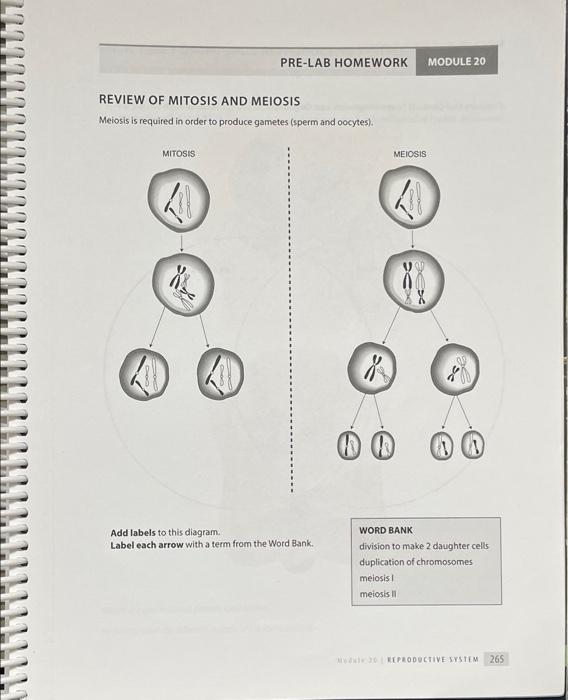 Solved PRE-LAB HOMEWORK MODULE 20 REVIEW OF MITOSIS AND | Chegg.com