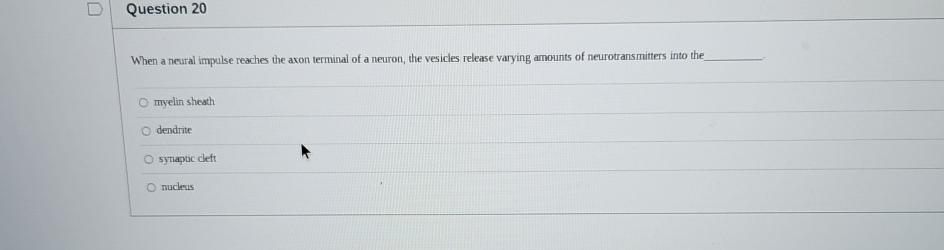 Solved Question 20When a neural impulse reaches the axon | Chegg.com
