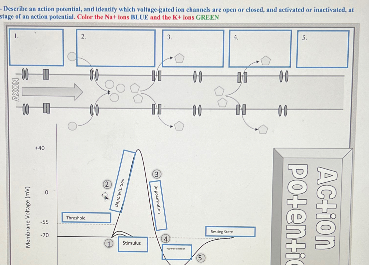 Solved Describe an action potential, and identify which | Chegg.com