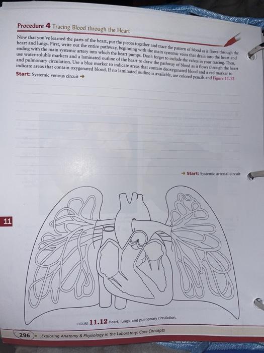 Solved Procedure 4 Tracing Blood through the Heart Now that | Chegg.com