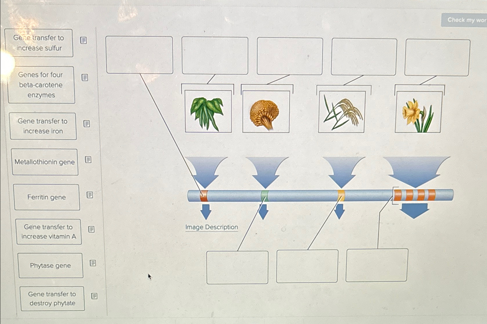 Solved Correctly label the following diagram showing a | Chegg.com