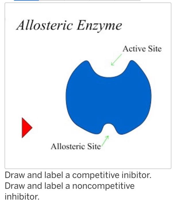 Solved Enzyme structure and function Enzymes are proteins | Chegg.com