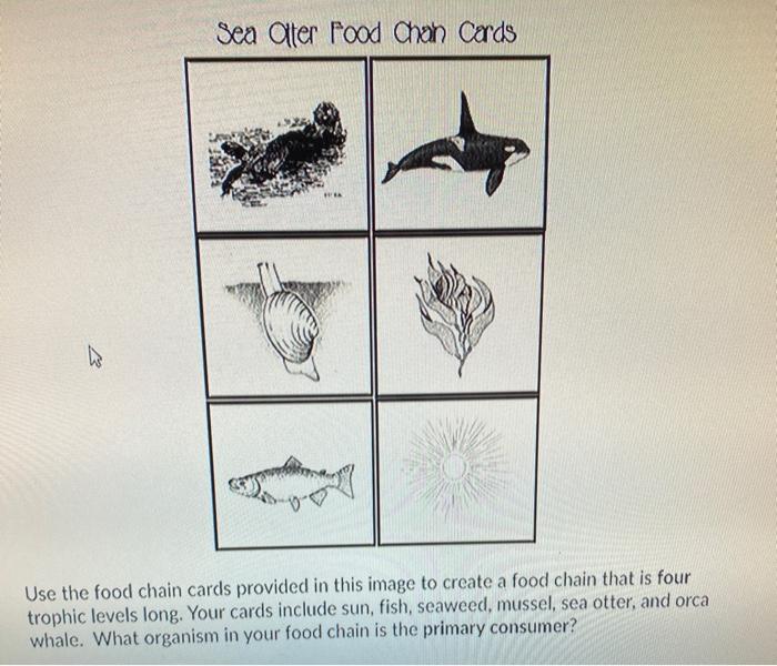 Solved Sea Olter Food Chan Cards Use the food chain cards | Chegg.com