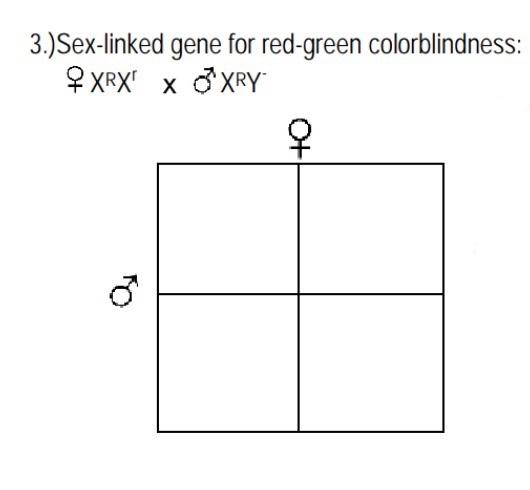 Color Blindness Punnett Square
