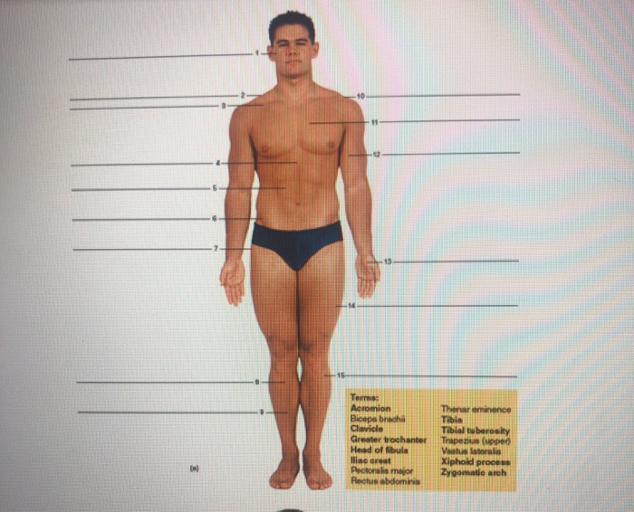 Solved FIGURE 26.9 Using the terms provided, label the | Chegg.com
