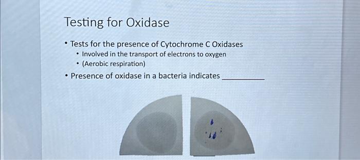 Solved Testing for Oxidase - Tests for the presence of | Chegg.com