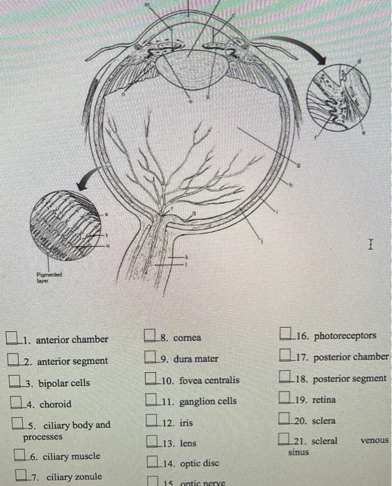 Solved correctly identify each letter structure in the | Chegg.com