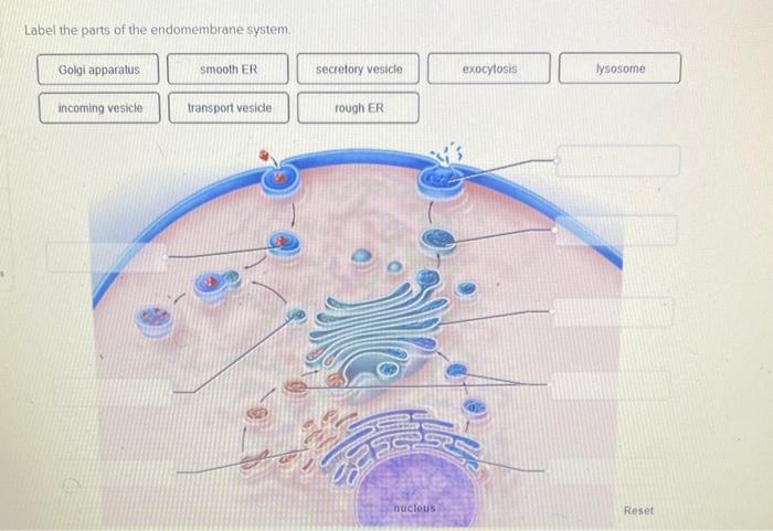 Solved Label the parts of the endomembrane system. Cellular | Chegg.com
