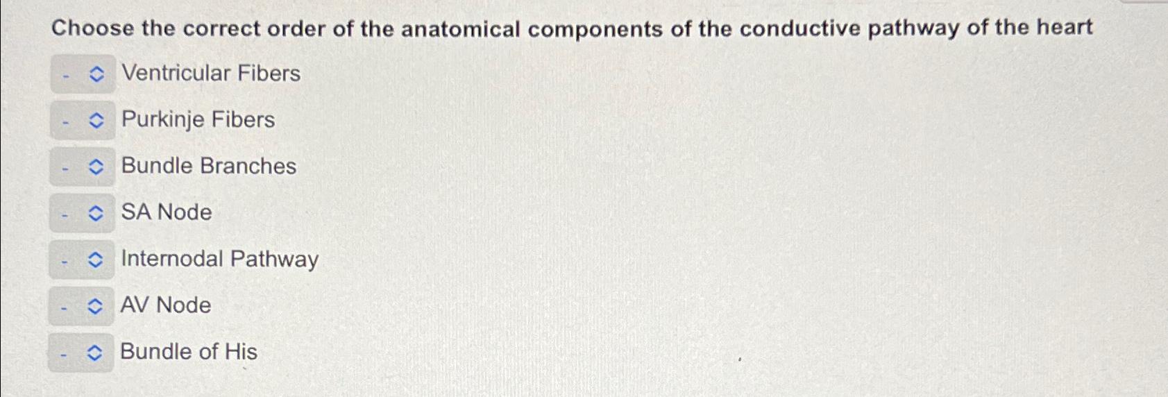Solved Choose the correct order of the anatomical components | Chegg.com
