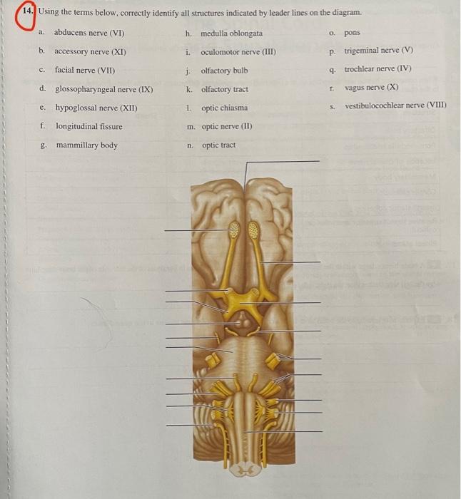 Solved UJ 1. Using the terms from the key, identify the | Chegg.com