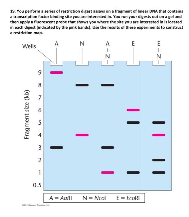 Solved 19 You Perform A Series Of Restriction Digest Assays