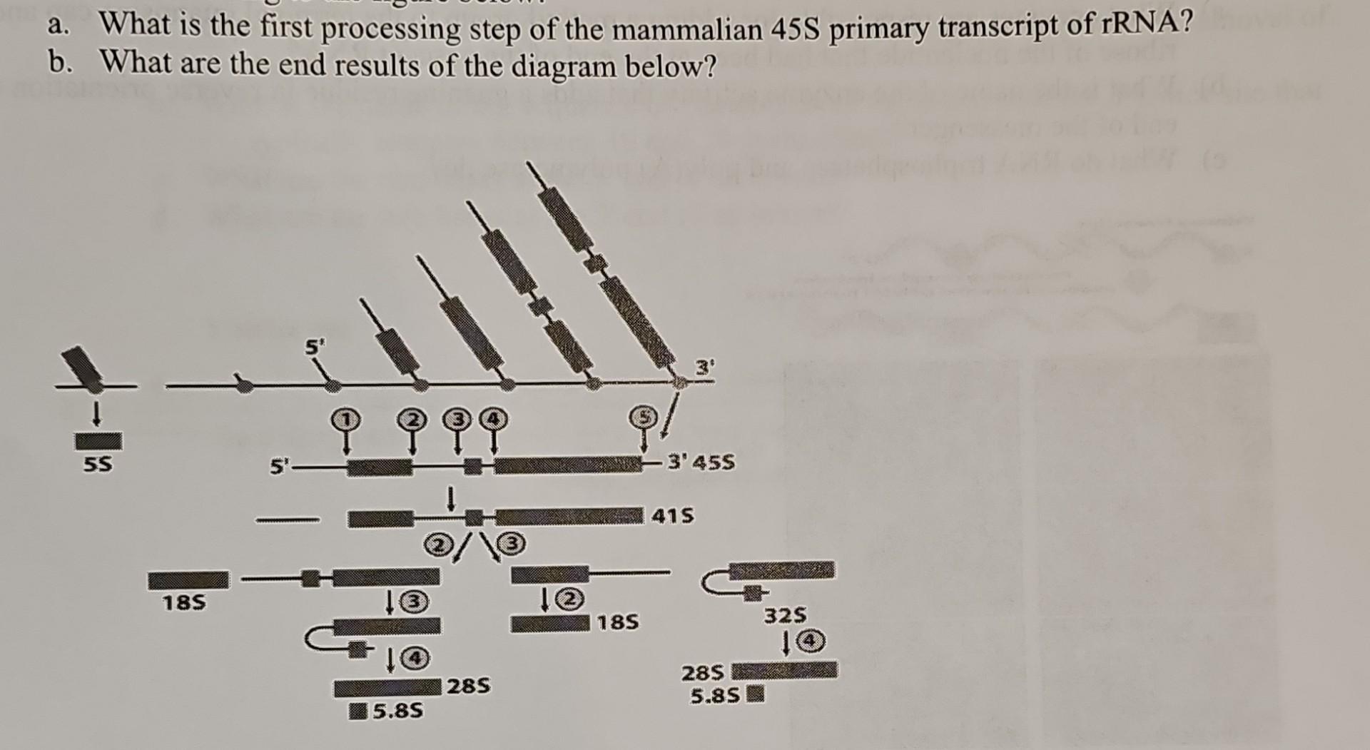 Solved a. What is the first processing step of the mammalian | Chegg.com