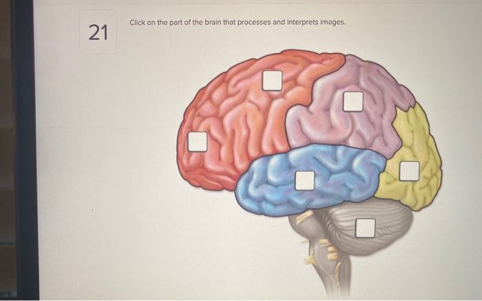 Solved Click on the part of the brain that processes and | Chegg.com