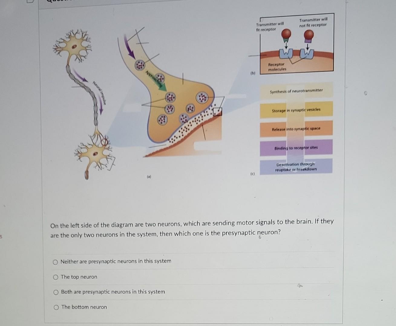Solved On the left side of the diagram are two neurons, | Chegg.com
