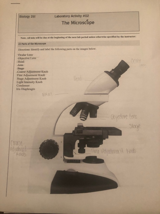 Solved Blology 261 Laboratory Activity #02 The Microscope | Chegg.com