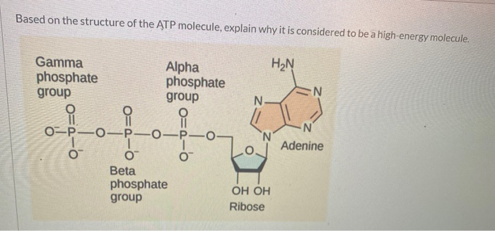 Solved Based on the structure of the ATP molecule, explain | Chegg.com