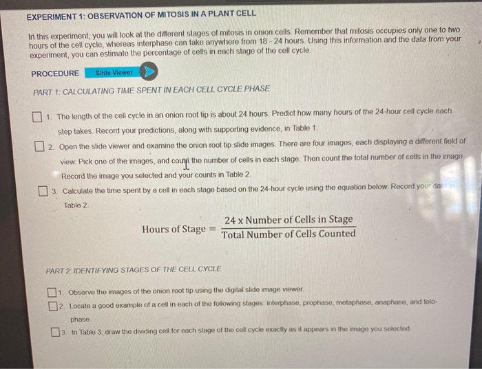 EXPERIMENT 1: OBSERVATION OF MITOSIS IN A PLANT CELL | Chegg.com