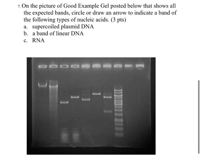 Solved 7. On the picture of Good Example Gel posted below | Chegg.com