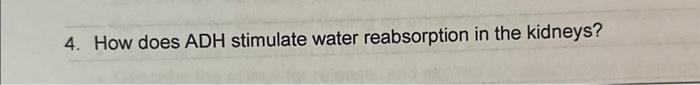 Solved 4. How does ADH stimulate water reabsorption in the | Chegg.com