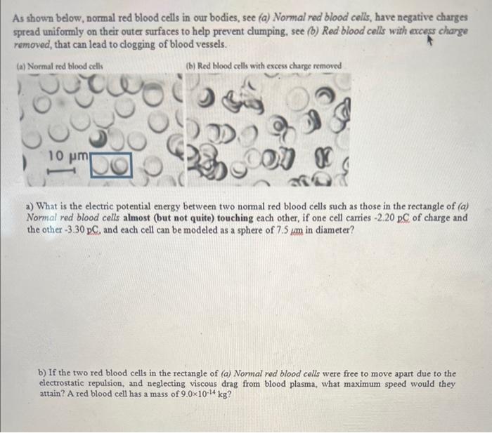 Solved As shown below, normal red blood cells in our bodies, | Chegg.com