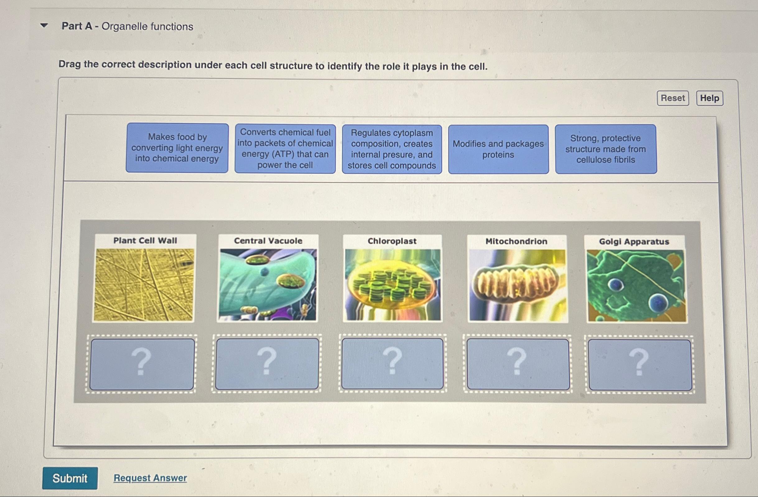 Solved Part A - ﻿Organelle functionsDrag the correct | Chegg.com
