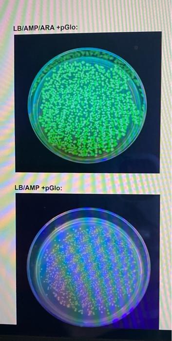 Solved -pGlo plates: B LB/Amp - Pg10 - pglo +PGlo plates: | Chegg.com