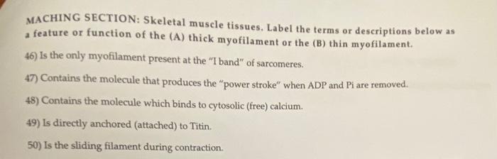 Solved MACHING SECTION: Skeletal muscle tissues. Label the | Chegg.com
