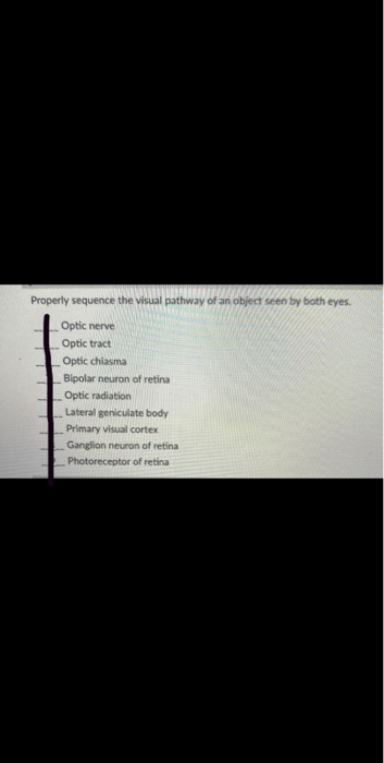Solved Properly sequence the visual pathway of an object | Chegg.com