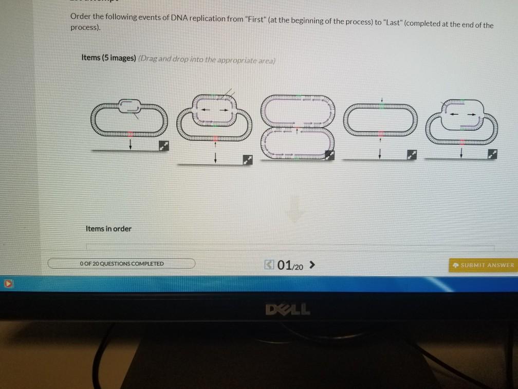 Solved Order the following events of DNA replication from | Chegg.com