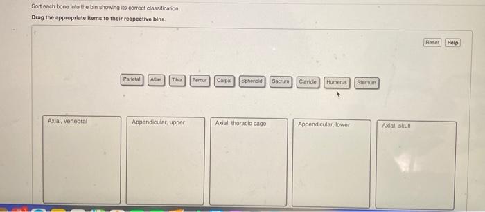 Solved Sort each bone into the bin showing its correct | Chegg.com
