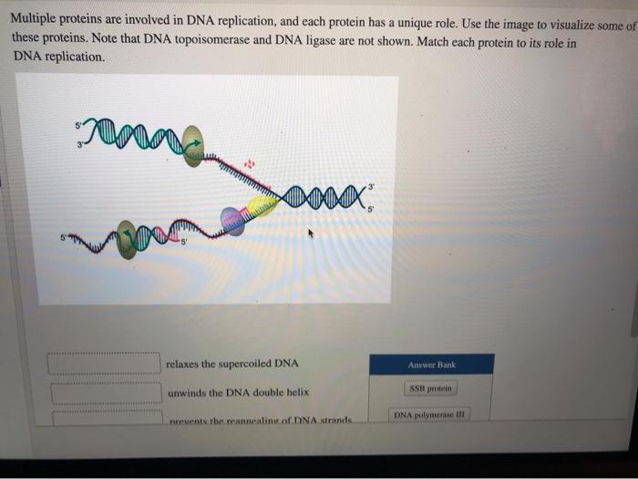 Solved Multiple proteins are involved in DNA replication, | Chegg.com