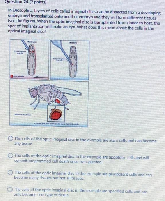 Solved Question 24 (2 points) In Drosophila, layers of cells | Chegg.com