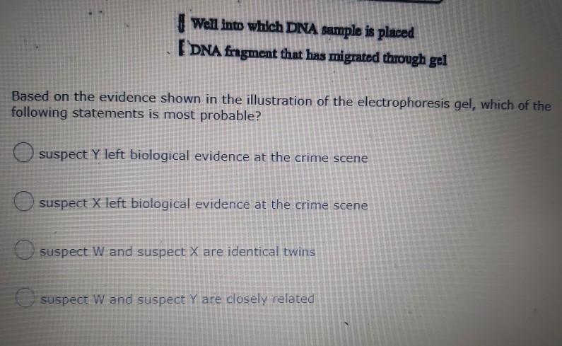 Solved Gel Electrophoresis from a Simulated Forensic | Chegg.com
