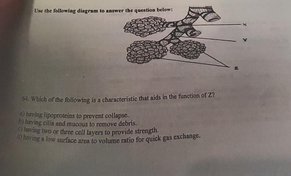 Solved Use the following diagram to answ64. ﻿Which of the | Chegg.com