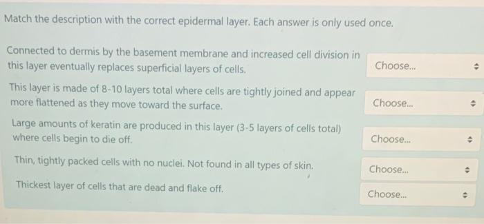 Solved Match the description with the correct epidermal | Chegg.com