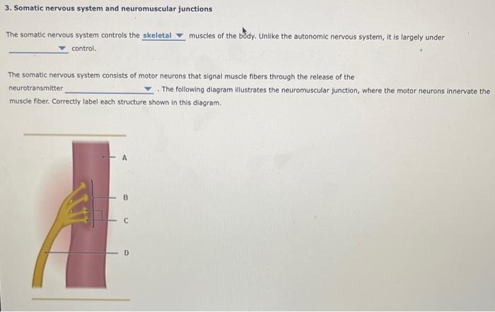 Solved 3. Somatic nervous system and neuromuscular junctions | Chegg.com