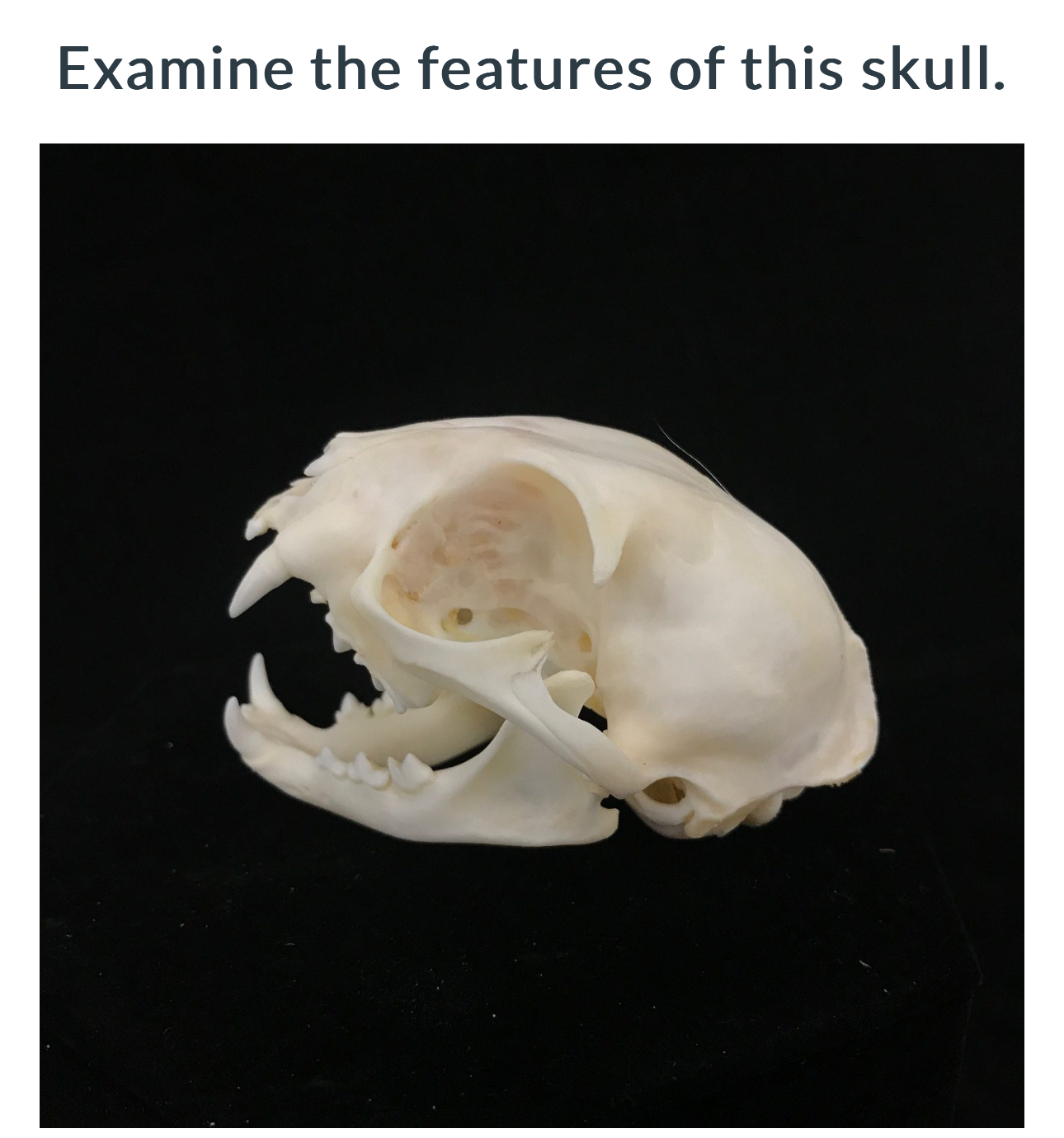 Solved The following are the lengths of the major limb bones | Chegg.com