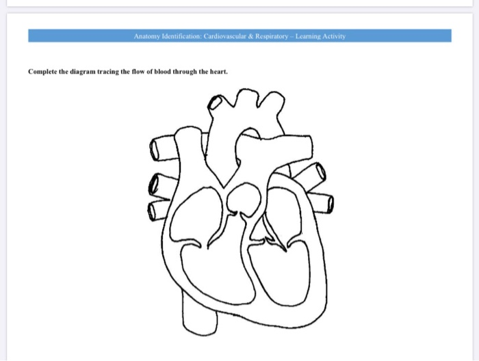 Solved Anatomy Identification: Cardiovascular & Respiratory | Chegg.com