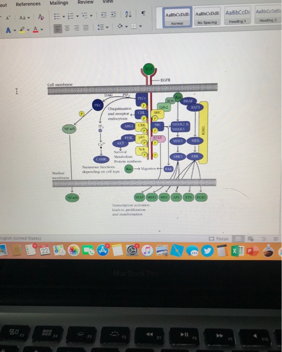 Solved Aa A 2 1 AaBbCcDde Aalbede AaBbCcDc No Spacing | Chegg.com