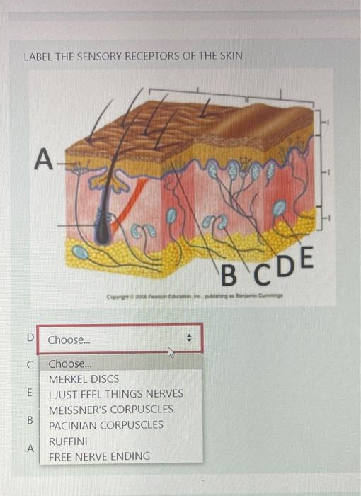 Solved LABEL THE SENSORY RECEPTORS OF THE SKIN A BCDE D D | Chegg.com