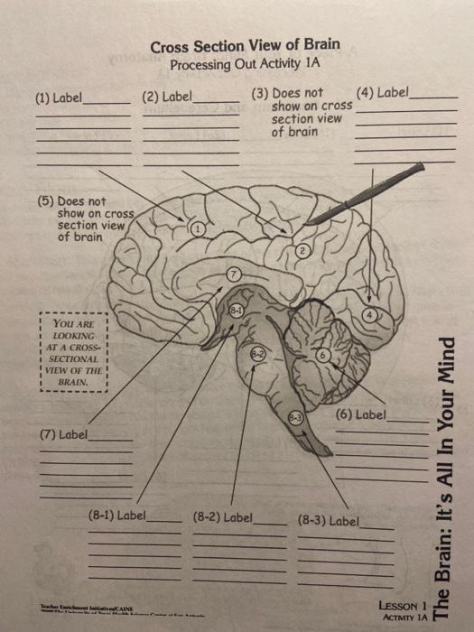 Solved A Piece Of Your Mind Brain Anatomy Processing Out Chegg