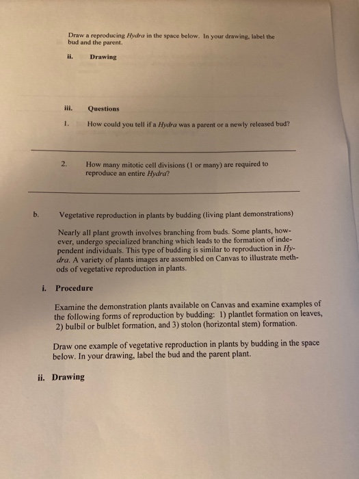 Solved Draw a reproducing Hydra in the space below. In your | Chegg.com