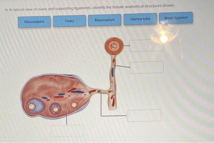 Solved In th lateral view of ovary and supporting ligaments, | Chegg.com