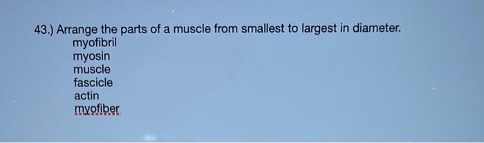 Solved 43.) Arrange the parts of a muscle from smallest to | Chegg.com