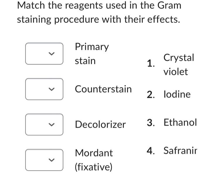 Solved Match the reagents used in the Gram staining | Chegg.com