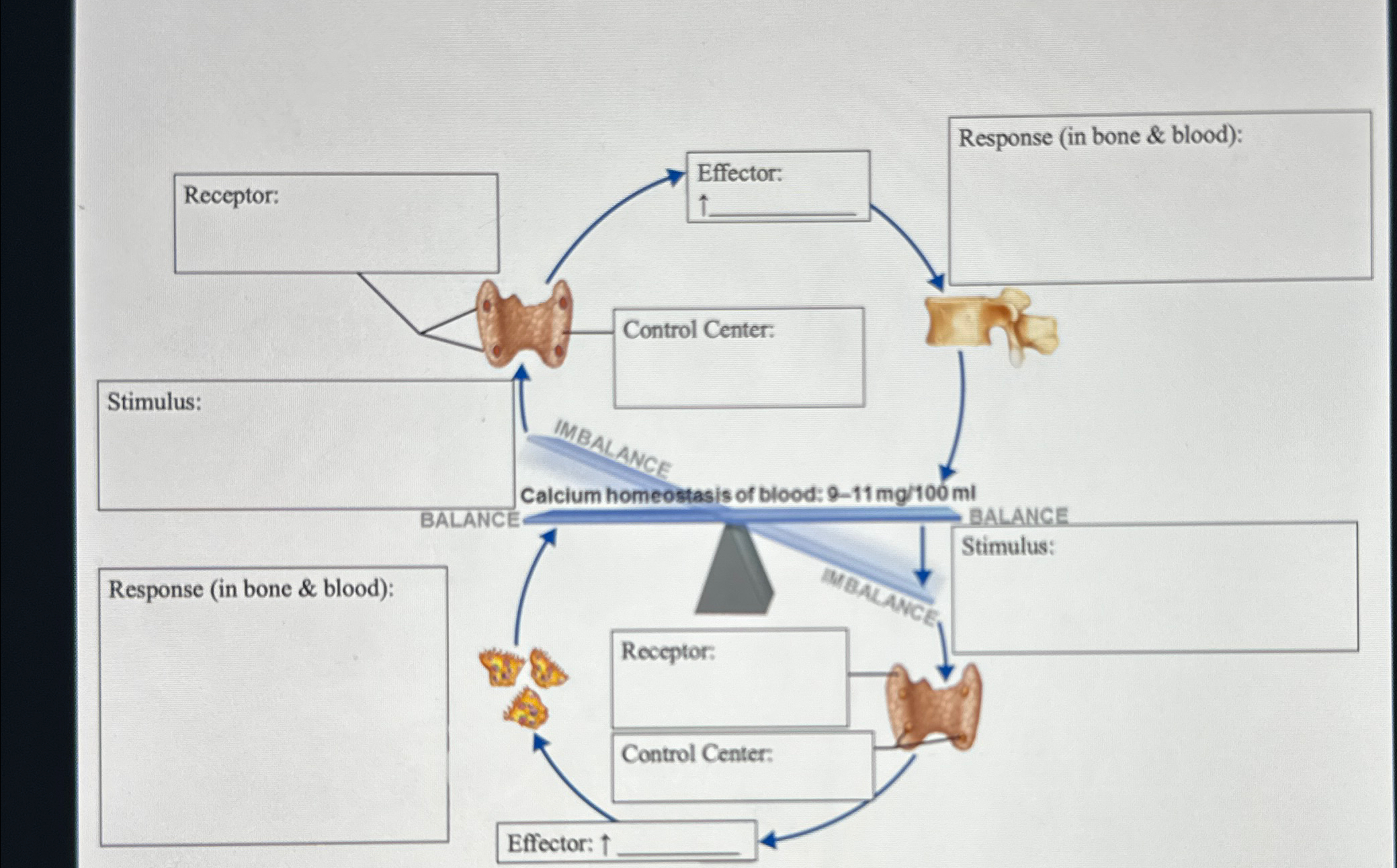 Solved Response (in bone & blood): | Chegg.com